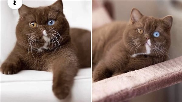Introducing Cub: The Teddy Bear-Like Cat with Adorable ...