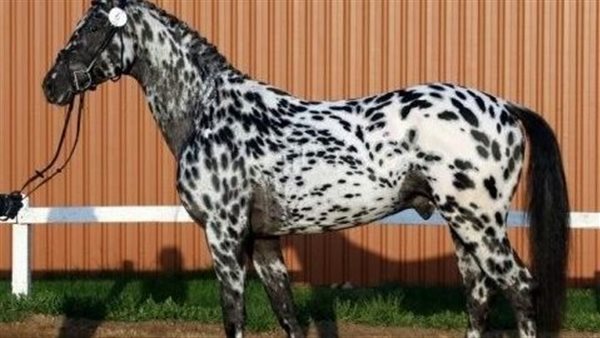 5 Facts About The Knabstrupper Horse