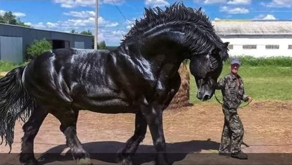 Muscular Horses: Strength, Characteristics, and Sporting Prowess