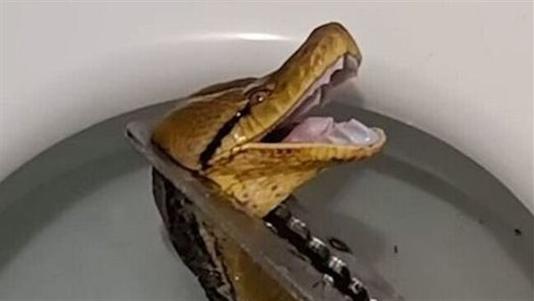 Massive 12-foot python slithers through toilet, startled homeowner