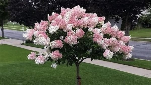 How to Grow a Hydrangea Tree