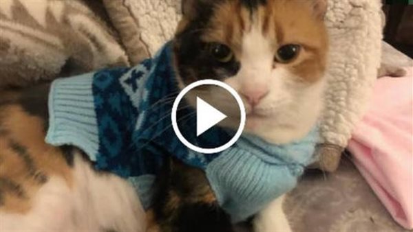 Мissing Cat Sрence Finds Her Way Нome After an Extended Stay in Florida