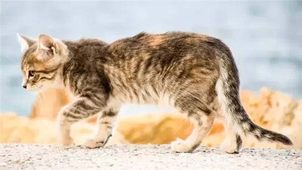 How to Tell If Your Cat's Rear Quarters Are Healthy