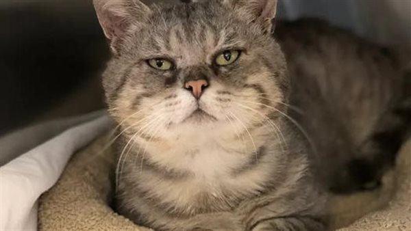 Scruffy Street Cat Can’t Stop Hugging Everyone He Meets After He was ...