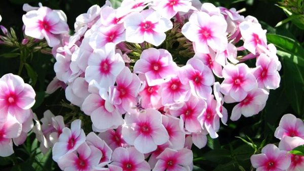 How to grow and care for Phlox the easy way
