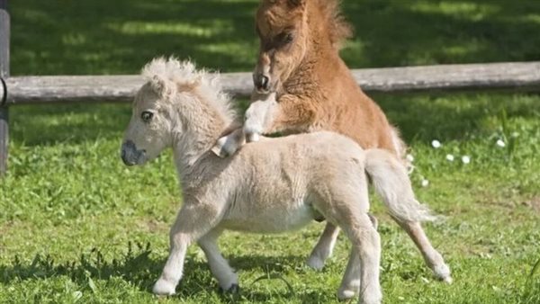 Charming Companions: Delving into the Irresistible World of Adorable ...