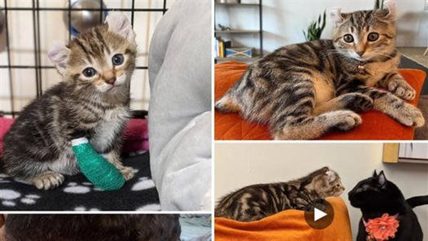 A once crippled cat has become the belle of the ball thanks to the kind ...