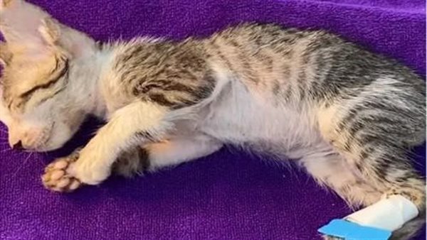 The pitiful cry for help of a pitiful cat abandoned in a ditch with a ...