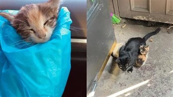 The mother cat appeared immensely joyful when she and her only kitten ...