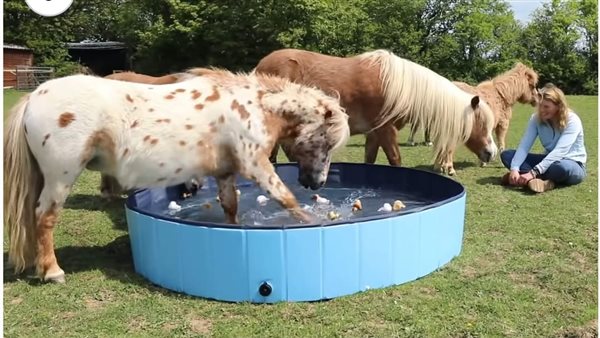 Creating Splashing Fun: The Joy of Ponies and Paddling Pools