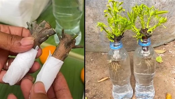 How to Grow Mango Trees from Cuttings in Water: A Step-by-Step Guide